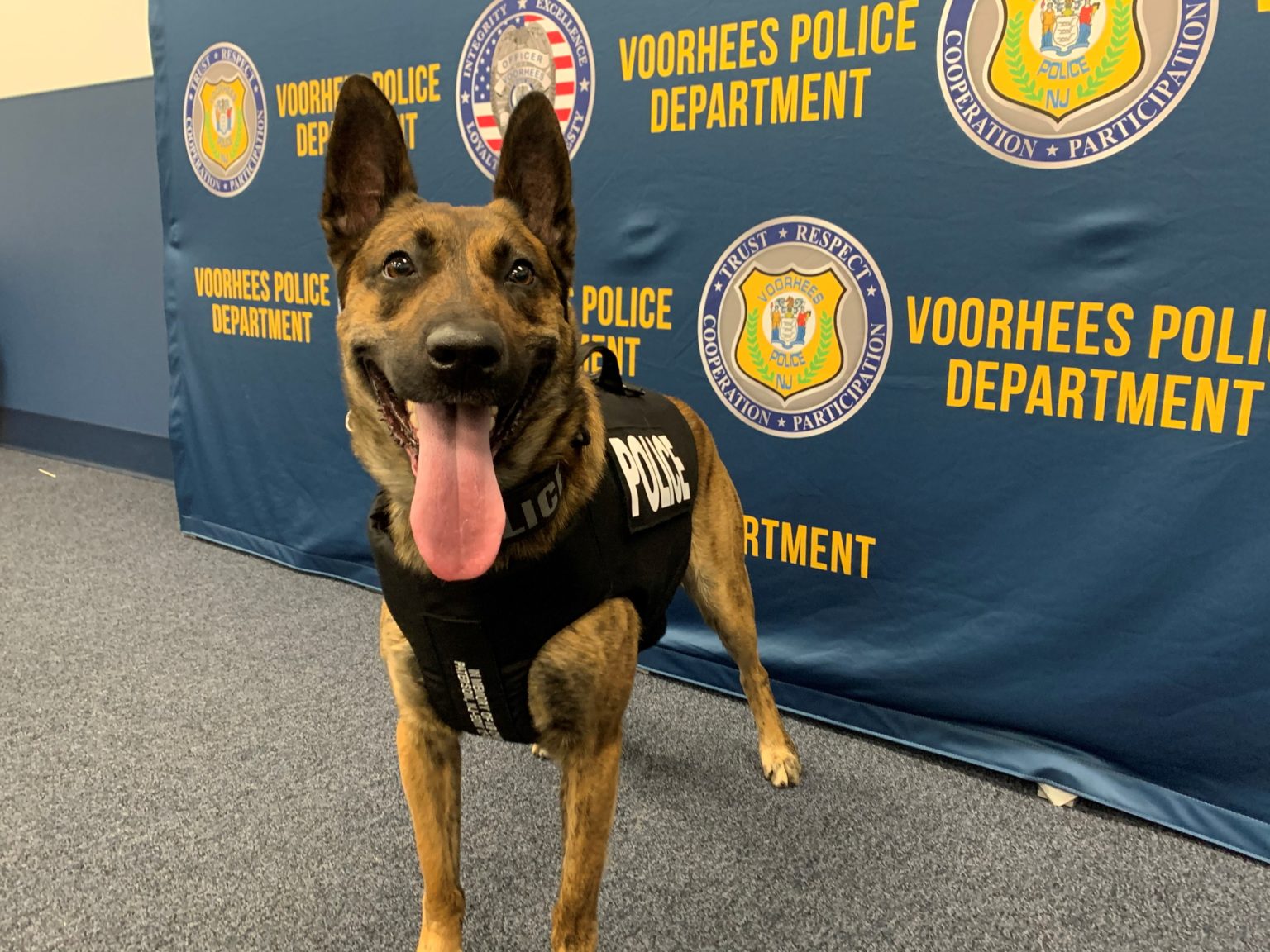 Voorhees Police Department’s K9 Bruiser has received donation of body ...